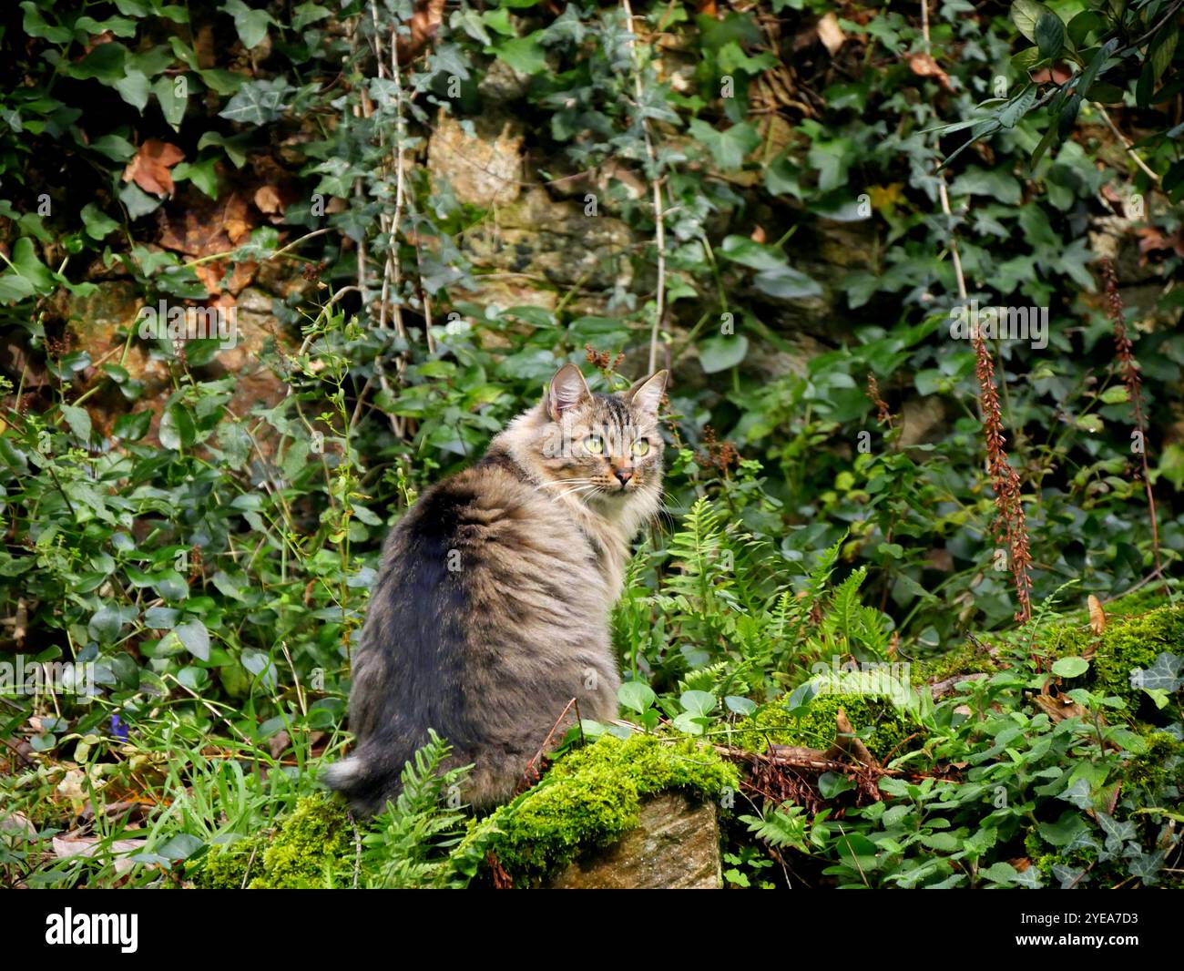 one tabby cat sitting outdoor in garden, and looking up, domestic pet ...