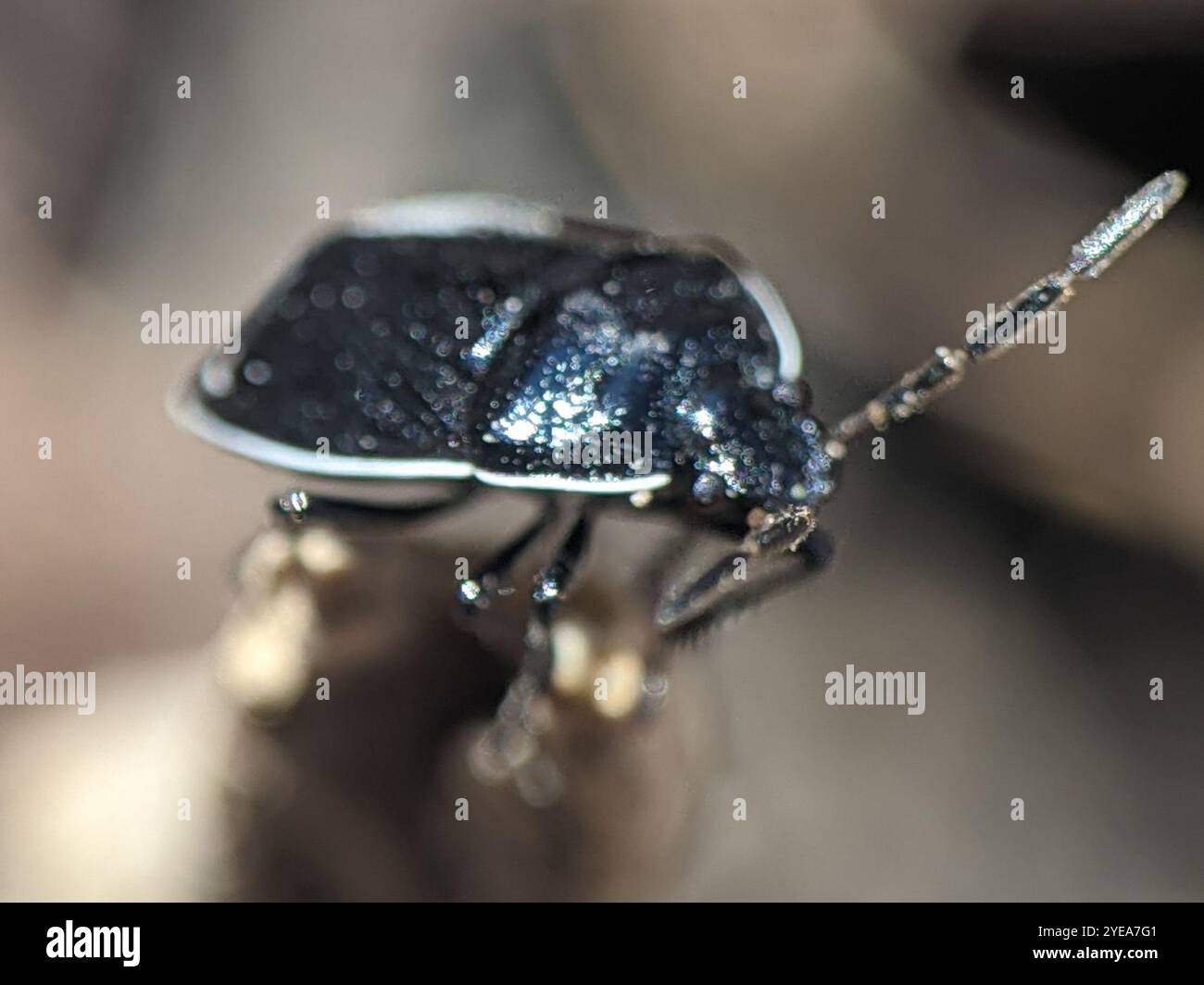 White-margined Burrower Bug (Sehirus cinctus Stock Photo - Alamy