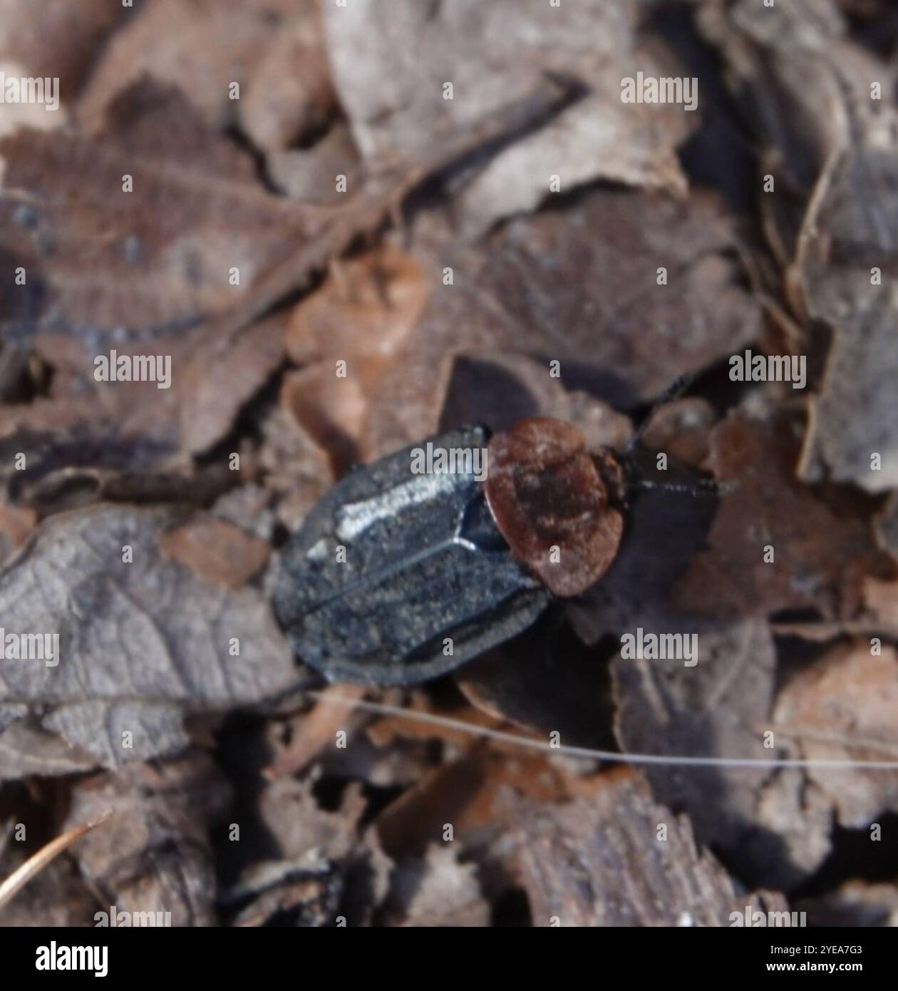 Red-breasted Carrion Beetle (Oiceoptoma thoracicum Stock Photo - Alamy