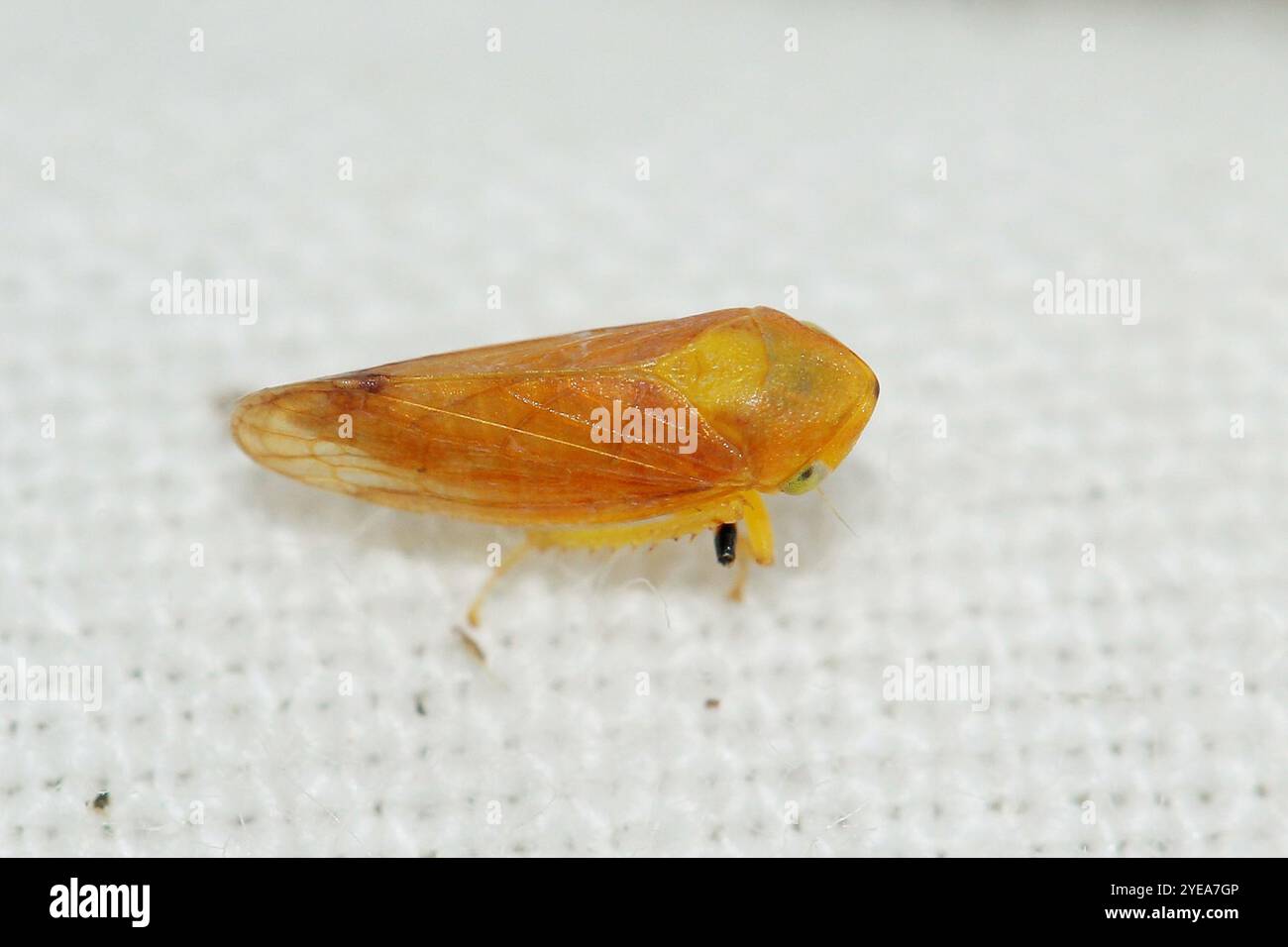 Macropsis hi-res stock photography and images - Alamy