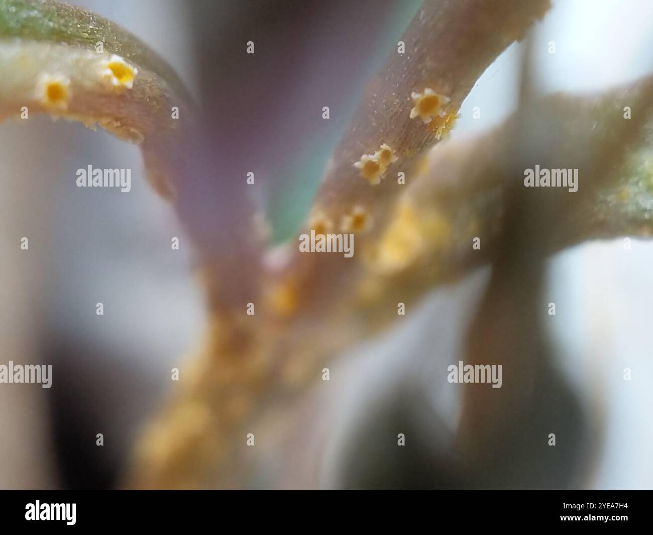spring beauty rust (Puccinia mariae-wilsoniae Stock Photo - Alamy