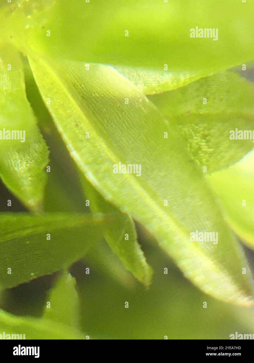 Ptychostomum pseudotriquetrum hi-res stock photography and images - Alamy