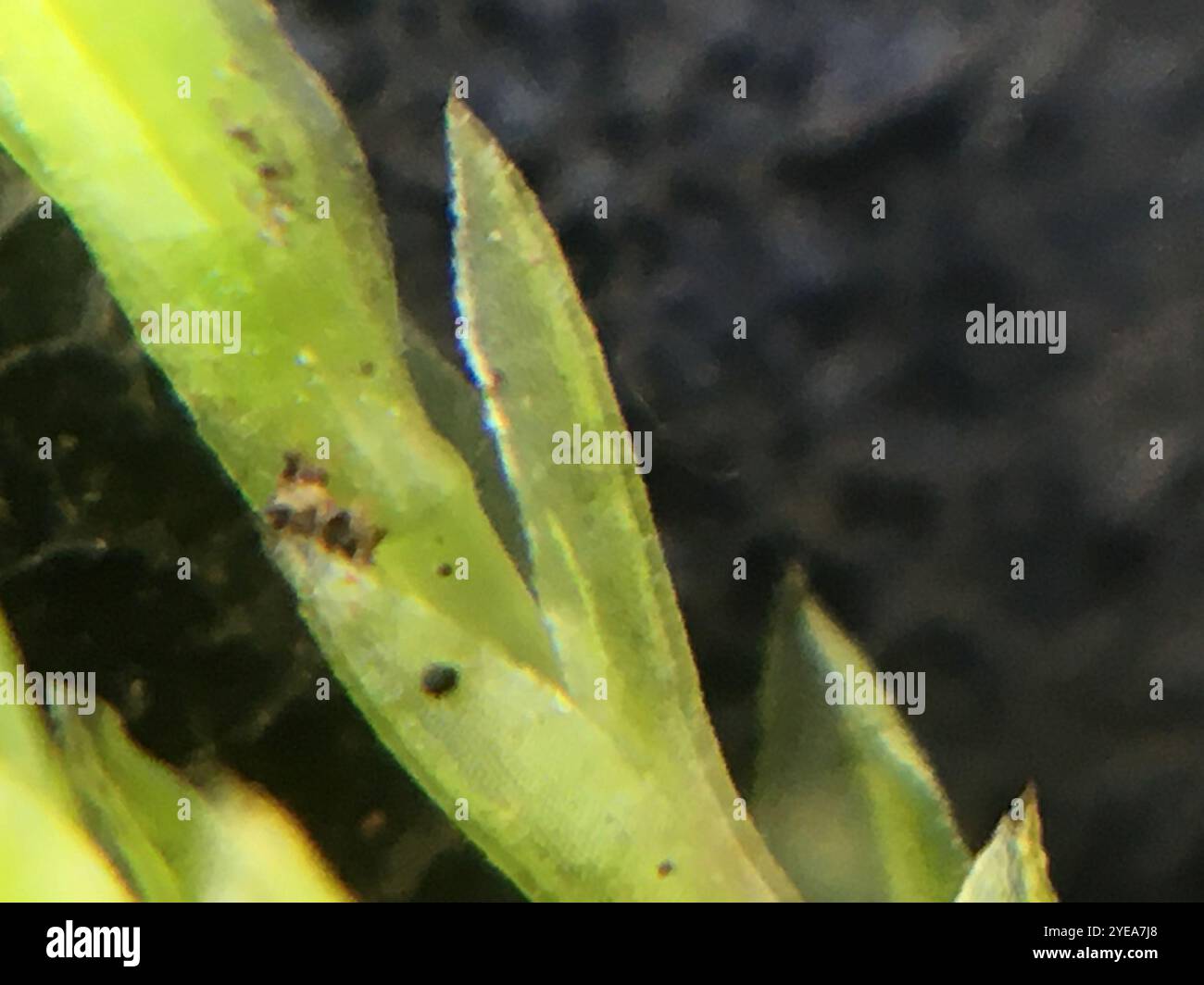 Ptychostomum pseudotriquetrum hi-res stock photography and images - Alamy