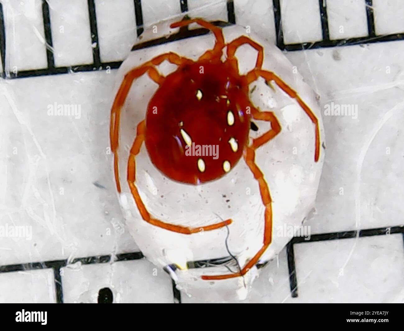Water Mites (Hydrachnidia Stock Photo - Alamy