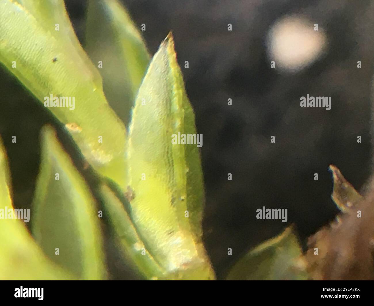 Long-leaved Thread Moss (Ptychostomum pseudotriquetrum Stock Photo - Alamy