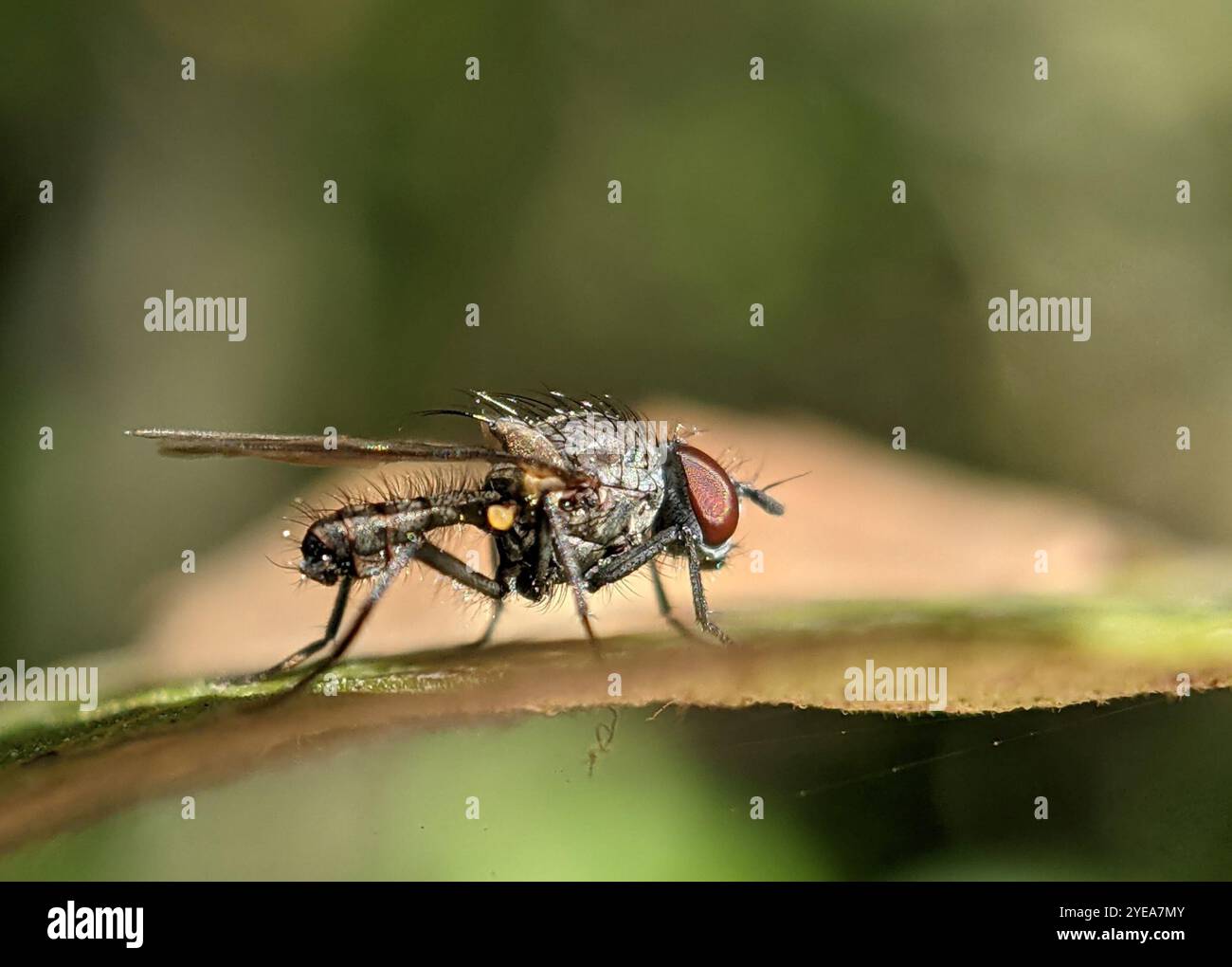 Root-maggot Flies (Anthomyiidae Stock Photo - Alamy