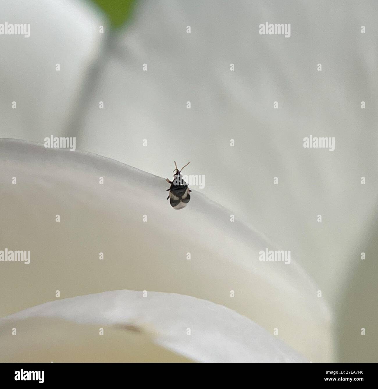 Minute pirate bugs (Anthocoridae Stock Photo - Alamy