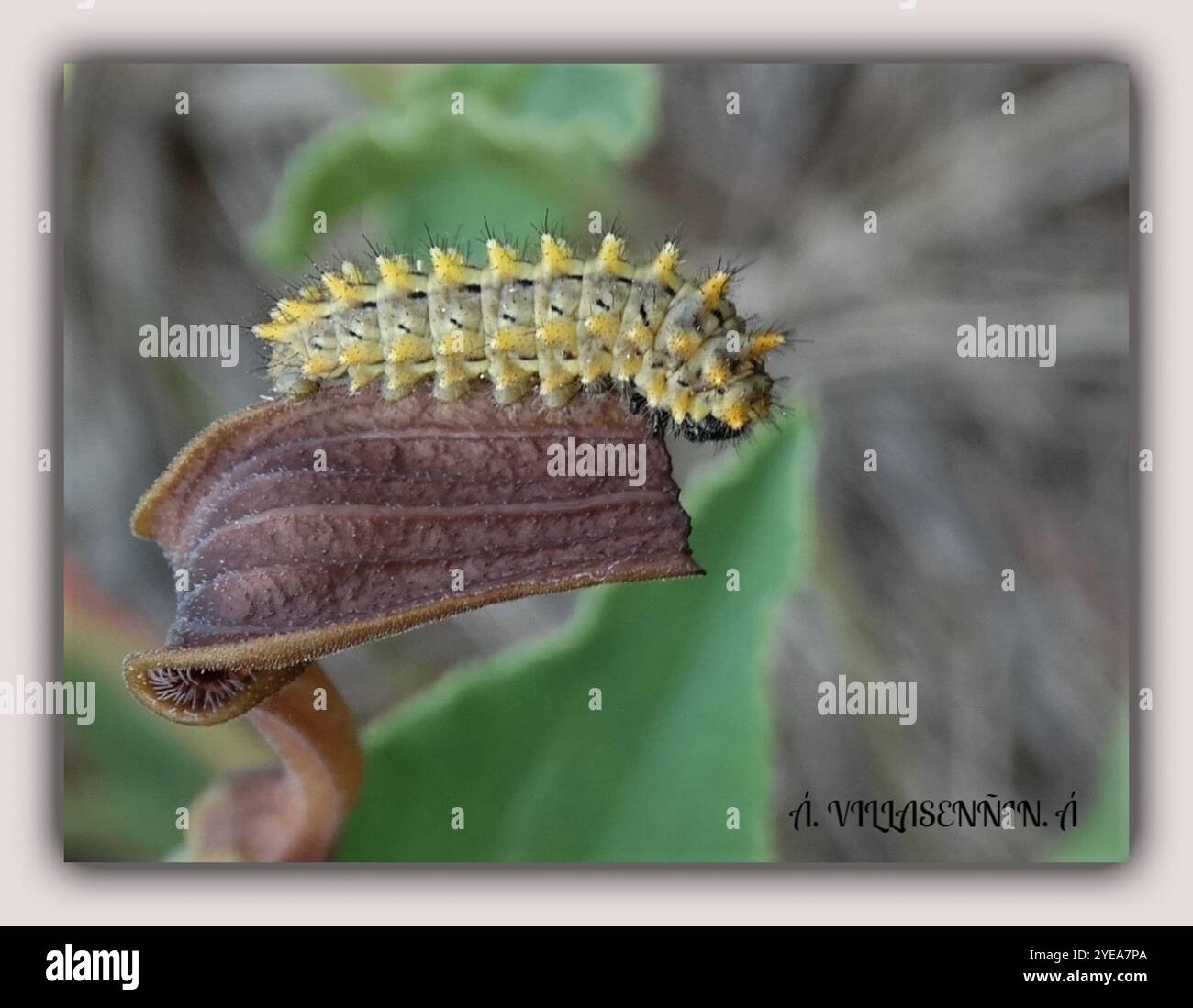 Spanish Festoon (Zerynthia rumina Stock Photo - Alamy