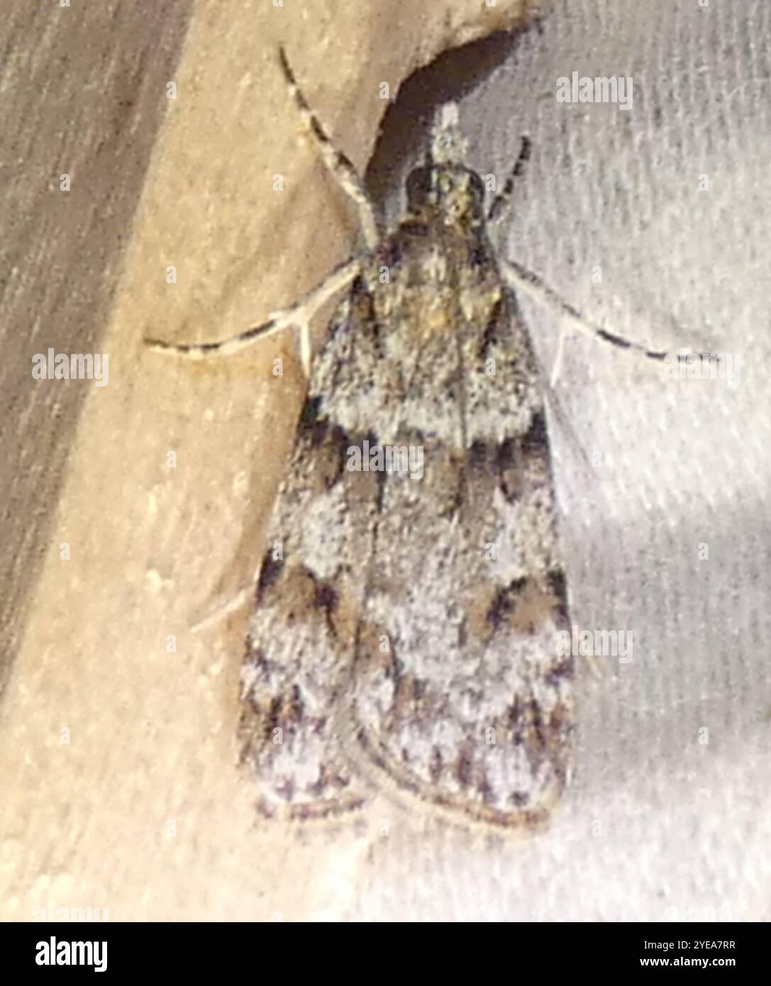 Double-striped Scoparia Moth (Scoparia biplagialis Stock Photo - Alamy