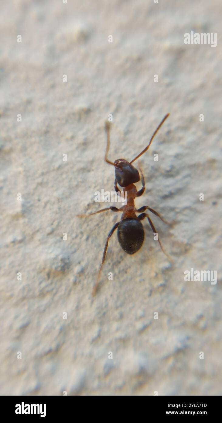 central european bicolored ant (Lasius emarginatus Stock Photo - Alamy