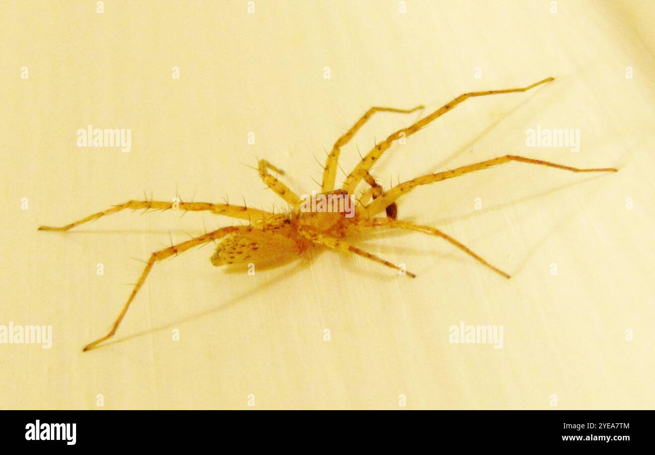 garden ghost spider (Hibana gracilis Stock Photo - Alamy
