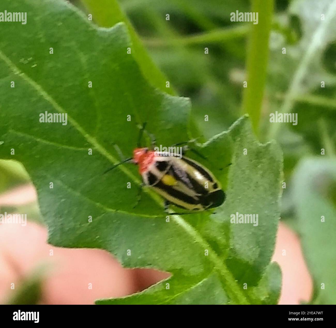 Four-lined Plant Bug (Poecilocapsus lineatus Stock Photo - Alamy