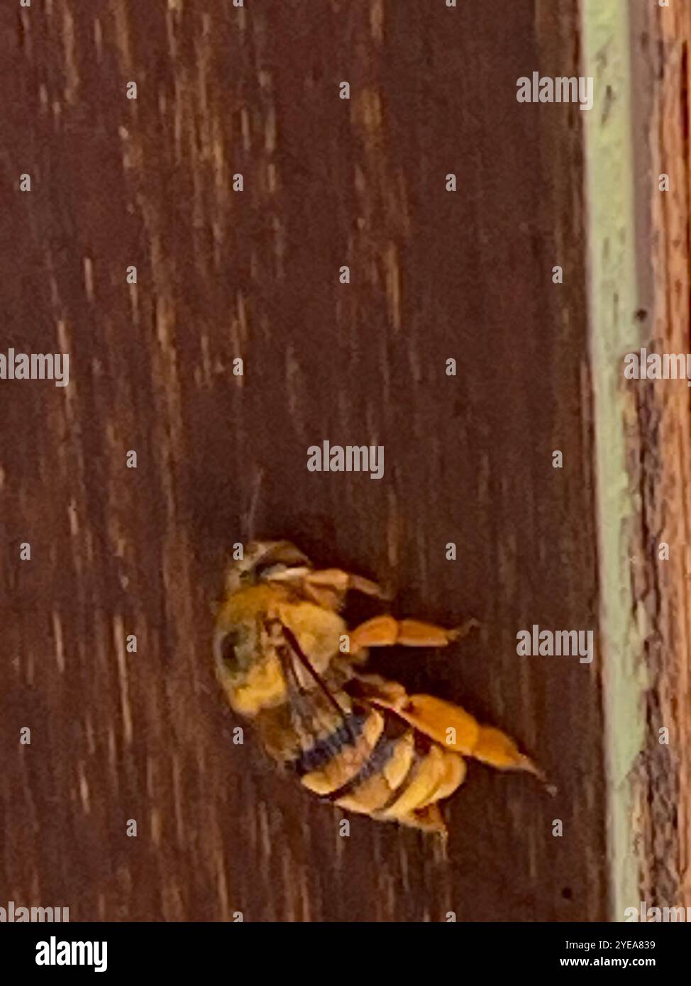 Teddy Bear Bee (Amegilla bombiformis Stock Photo - Alamy