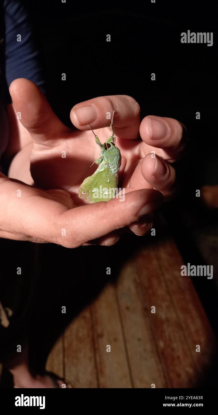 Puriri moth (Aenetus virescens Stock Photo - Alamy