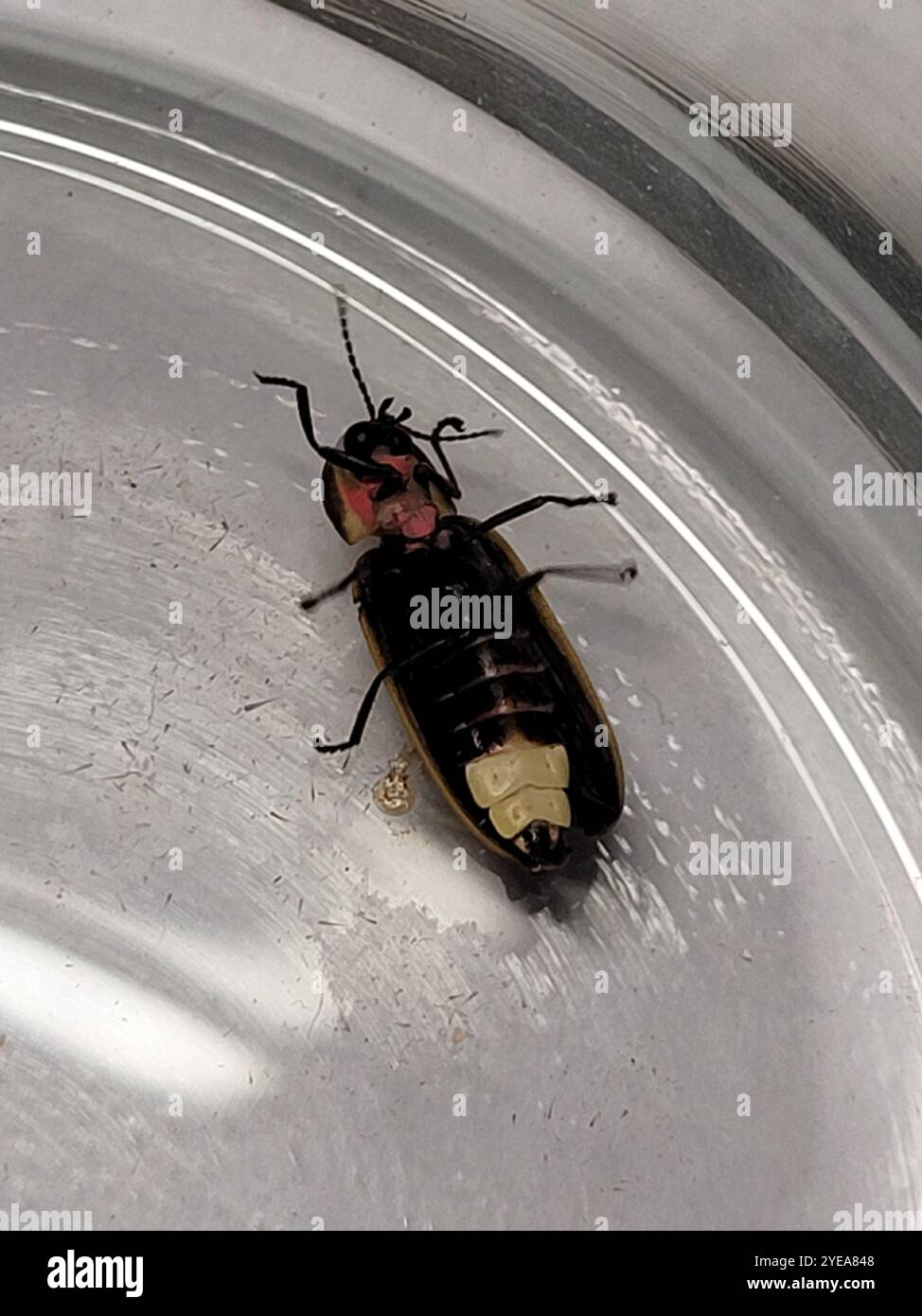typical fireflies (Lampyrinae Stock Photo - Alamy