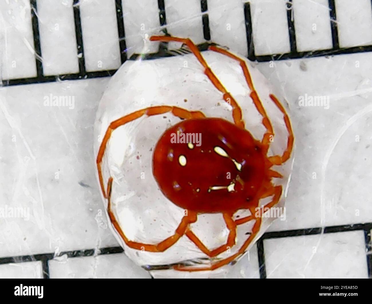 Water Mites (Hydrachnidia Stock Photo - Alamy