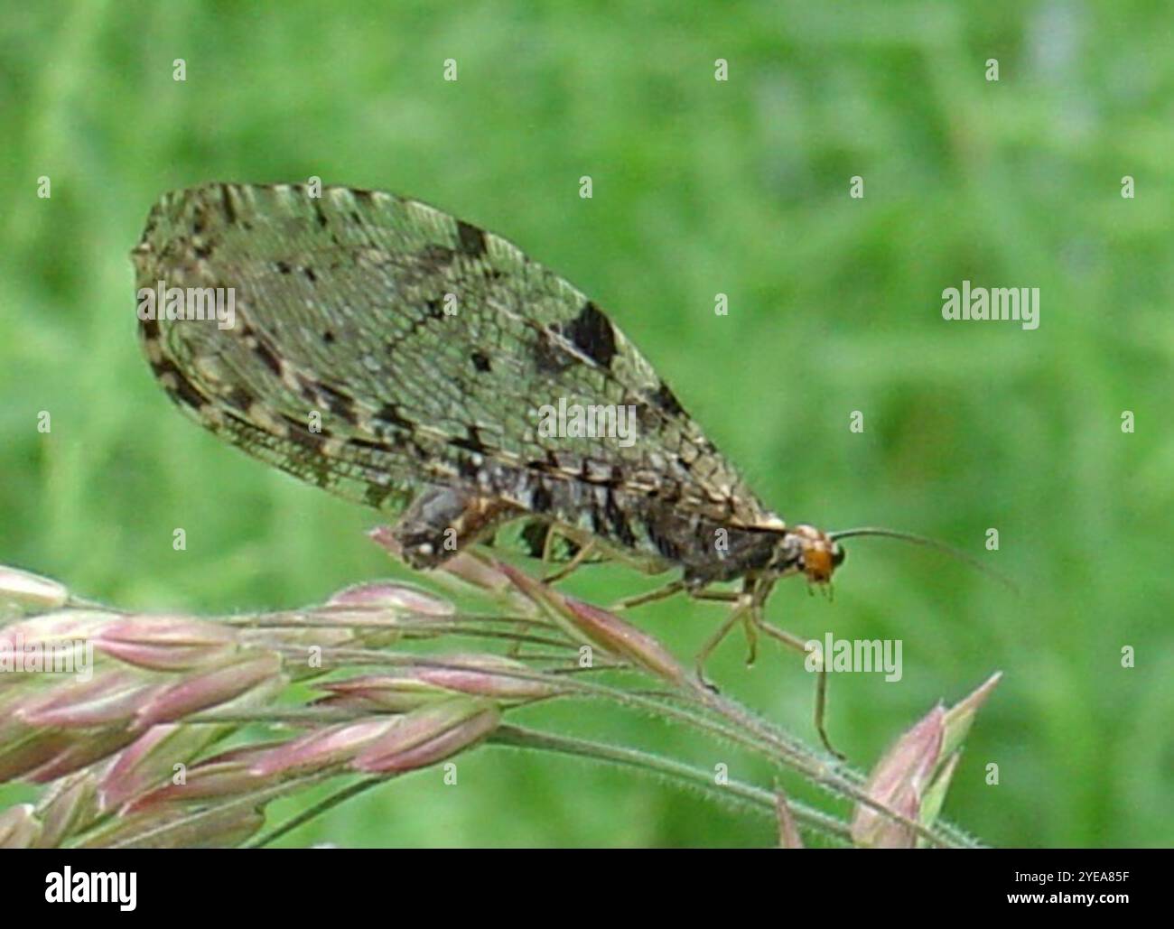 Giant Stream Lacewing (Osmylus fulvicephalus Stock Photo - Alamy