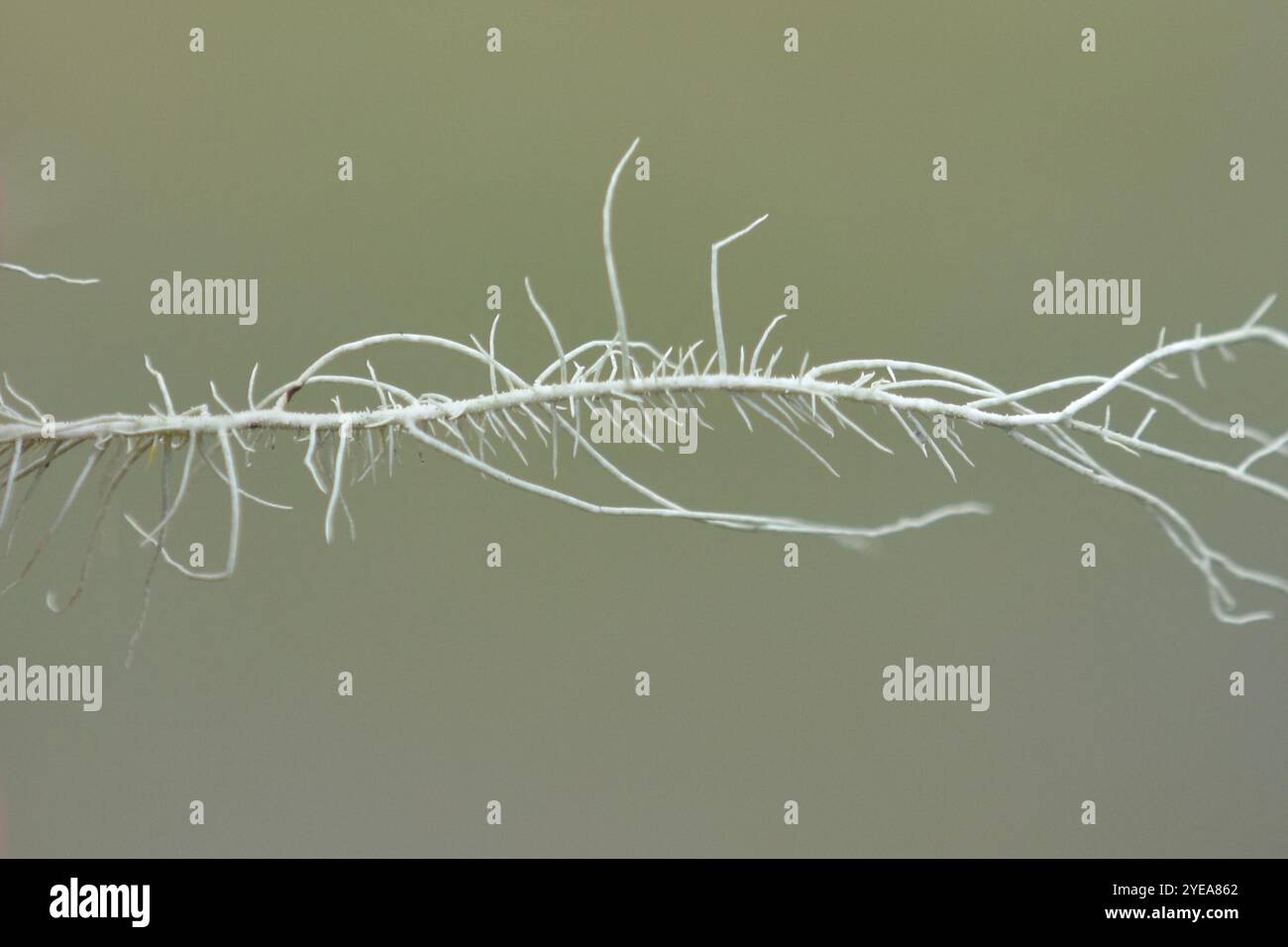 Fishbone beard lichen hi-res stock photography and images - Alamy