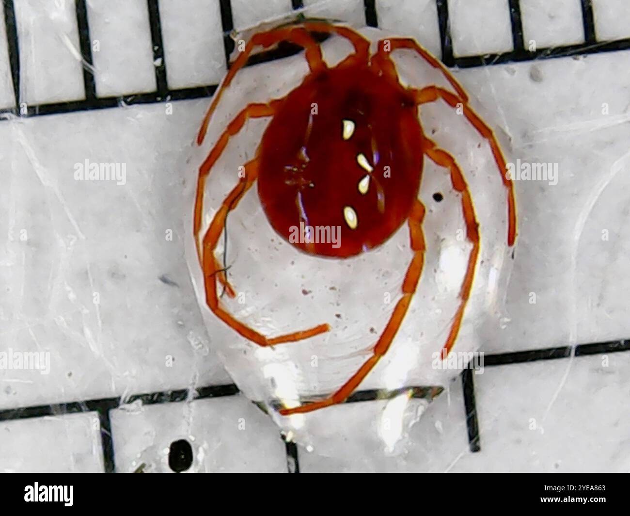 Water Mites (Hydrachnidia Stock Photo - Alamy