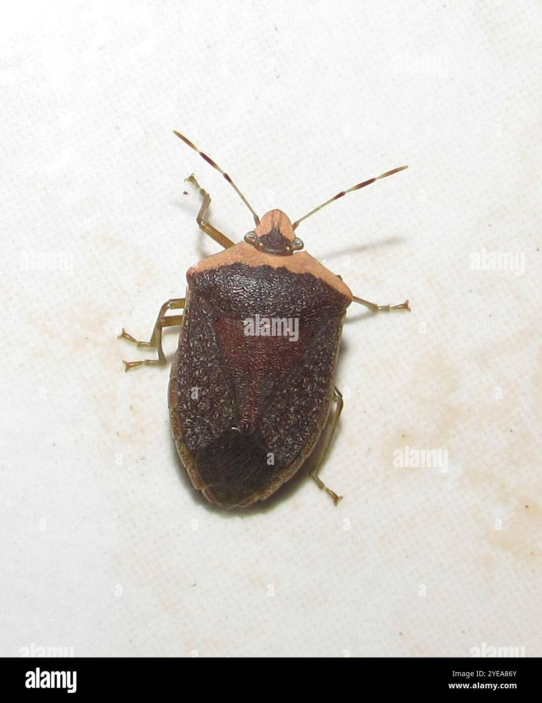 Southern Green Stink Bug (Nezara viridula Stock Photo - Alamy