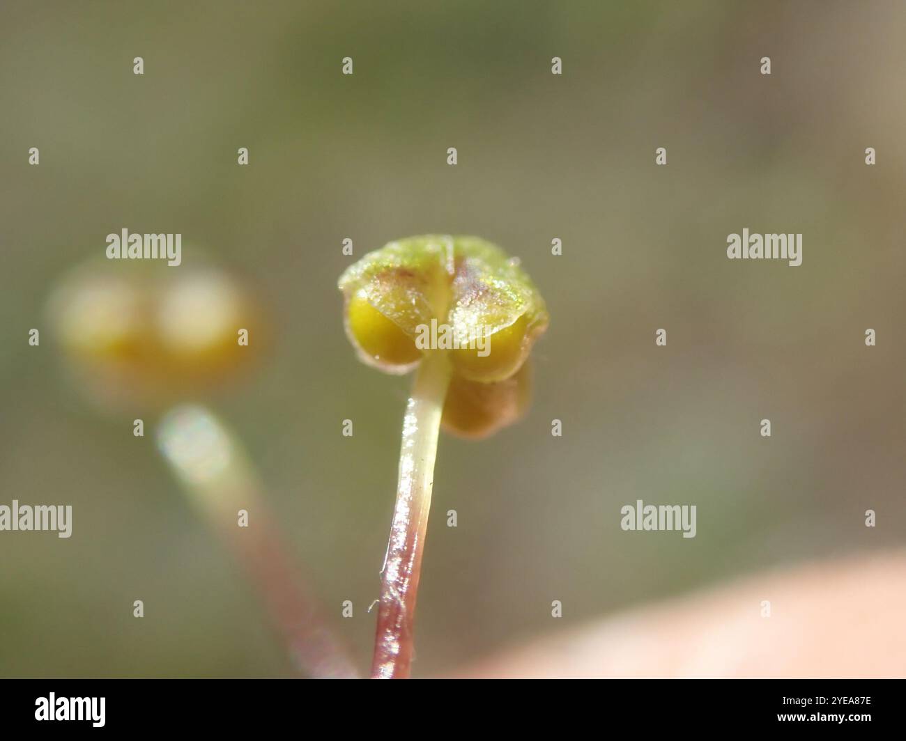 Hemisphaeric Liverwort (Reboulia hemisphaerica Stock Photo - Alamy