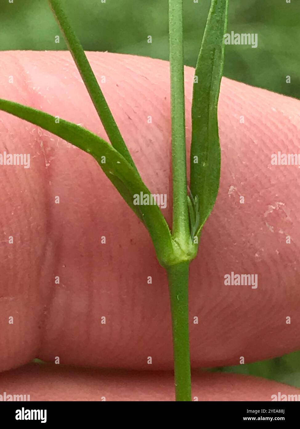 sleepy catchfly (Silene antirrhina Stock Photo - Alamy