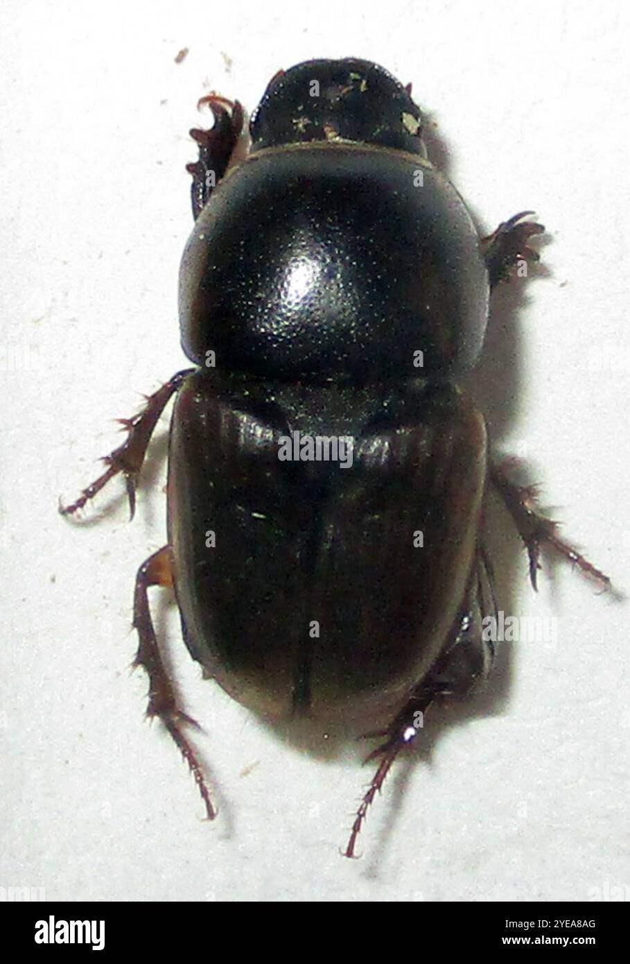Small Dung Beetles (Aphodiinae Stock Photo - Alamy