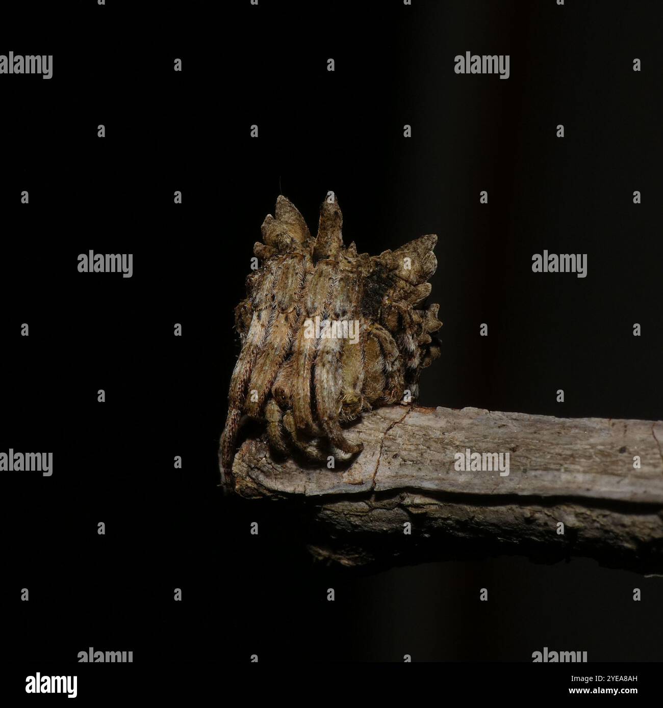Poltys hi-res stock photography and images - Alamy