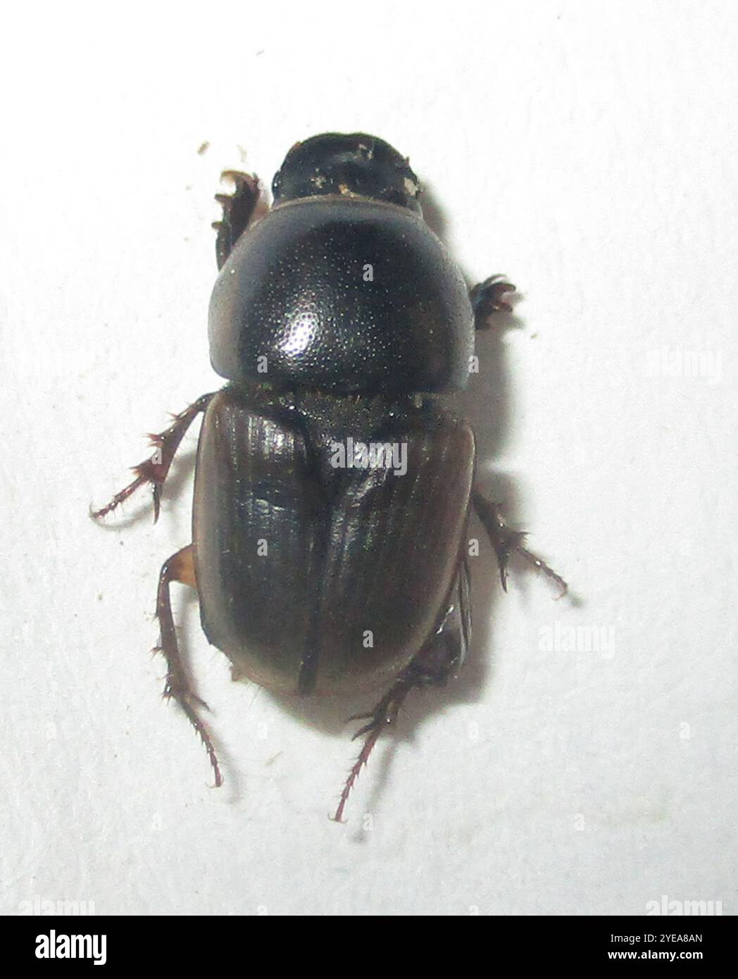 Small Dung Beetles (Aphodiinae Stock Photo - Alamy