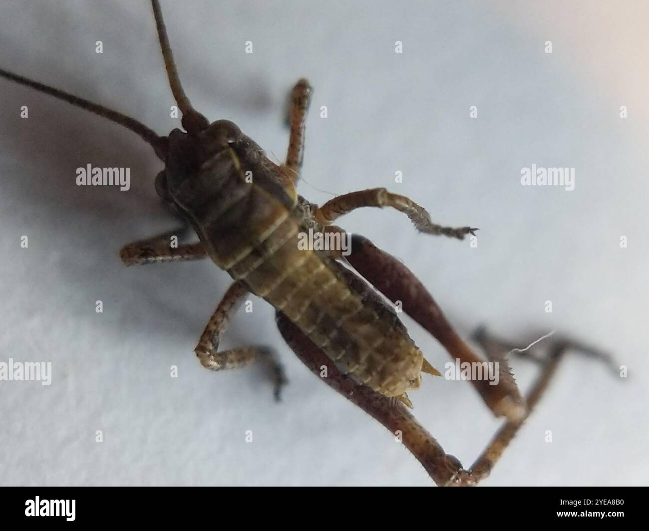 Shieldback Katydids (Tettigoniinae Stock Photo - Alamy