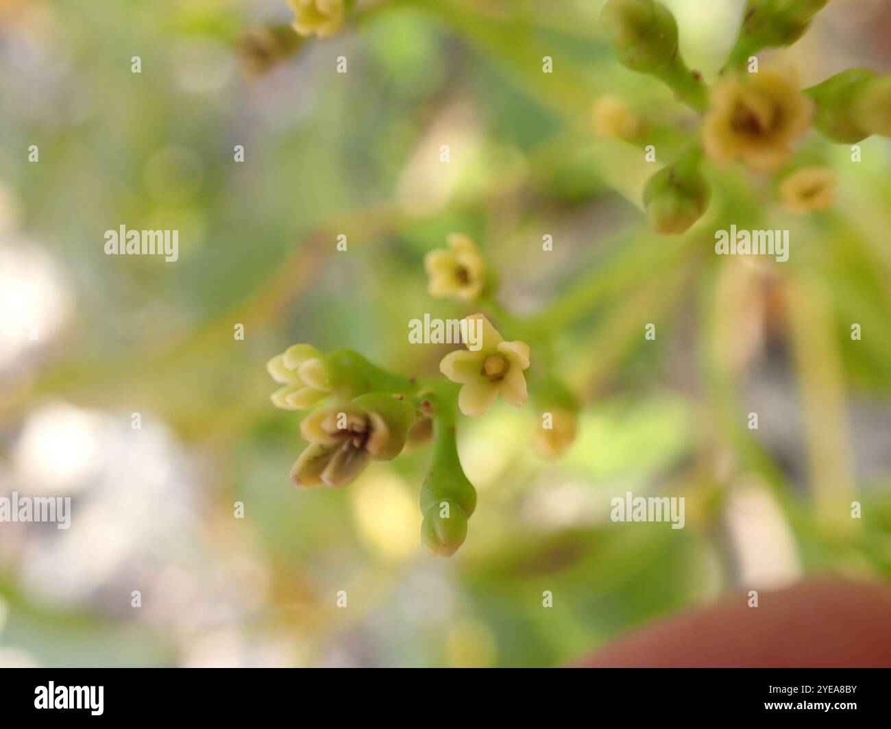 Poisonwood (Metopium toxiferum Stock Photo - Alamy
