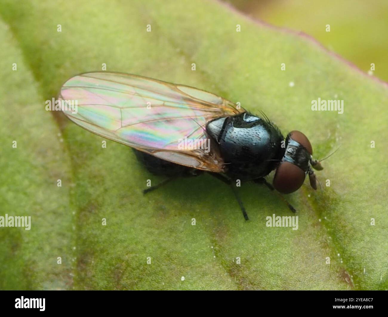 Lance flies hi-res stock photography and images - Alamy