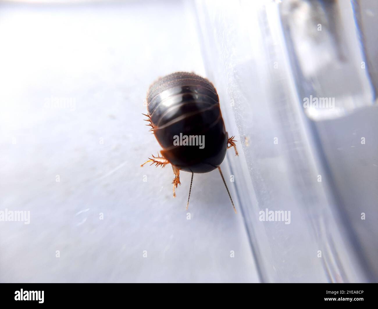 Giant Cockroaches (Blaberidae Stock Photo - Alamy