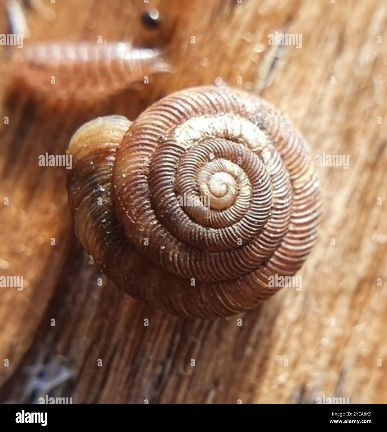 Rounded Snail (Gonyodiscus rotundatus Stock Photo - Alamy