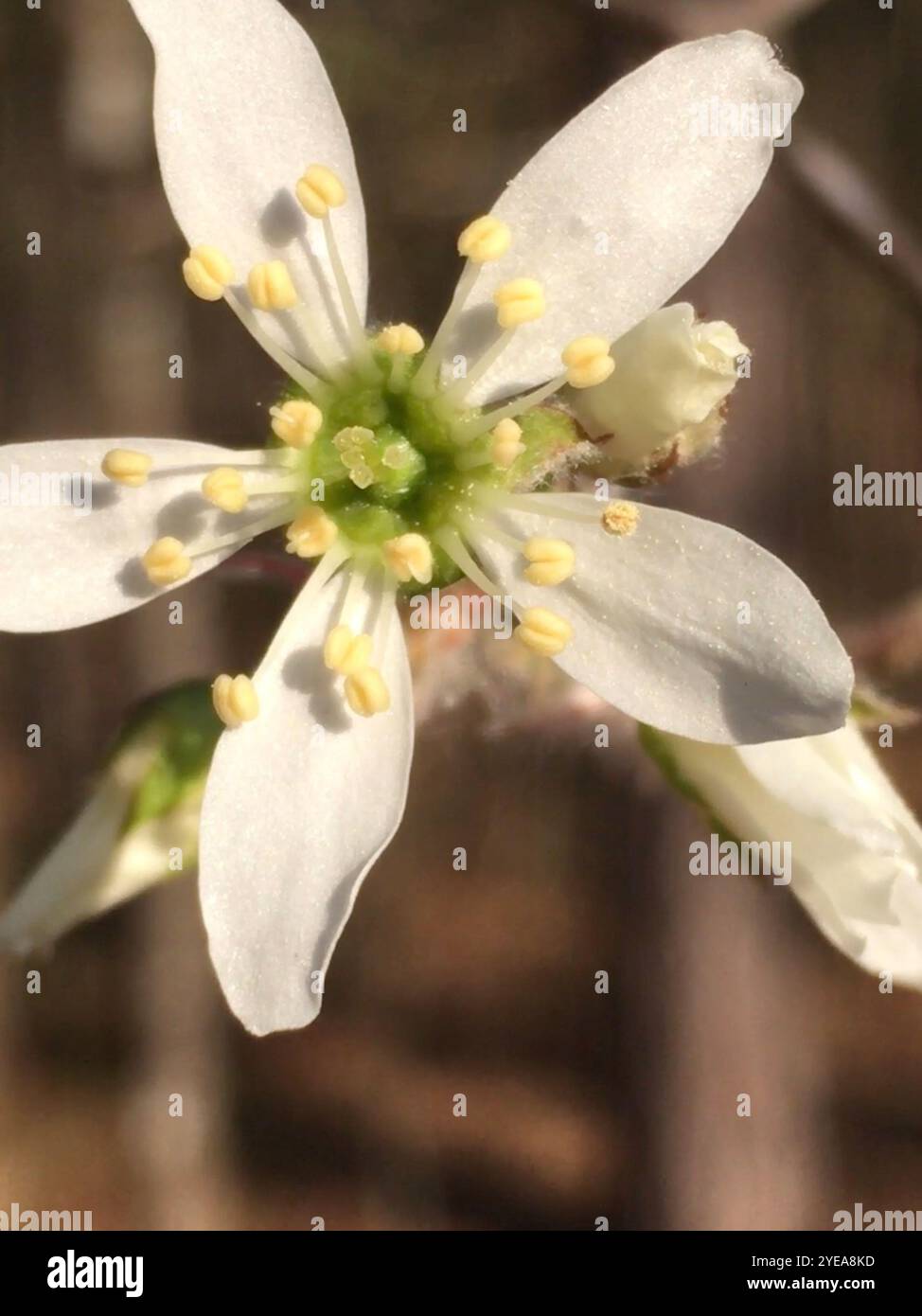 common serviceberry (Amelanchier arborea Stock Photo - Alamy