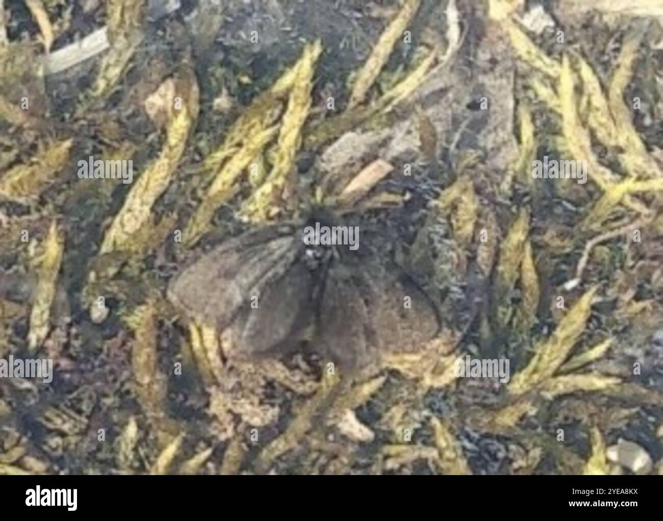Bagworm Moths (Psychidae Stock Photo - Alamy