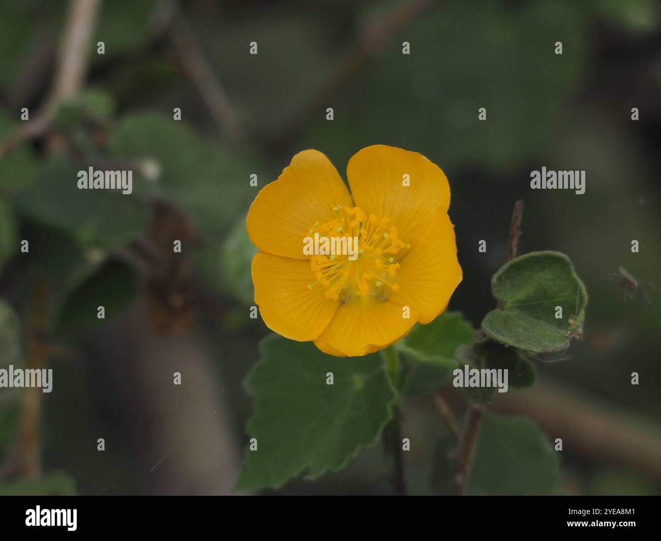 Indian Mallow (Abutilon indicum Stock Photo - Alamy