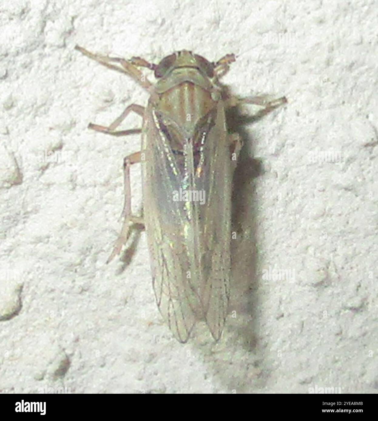 Delphacid planthoppers hi-res stock photography and images - Alamy