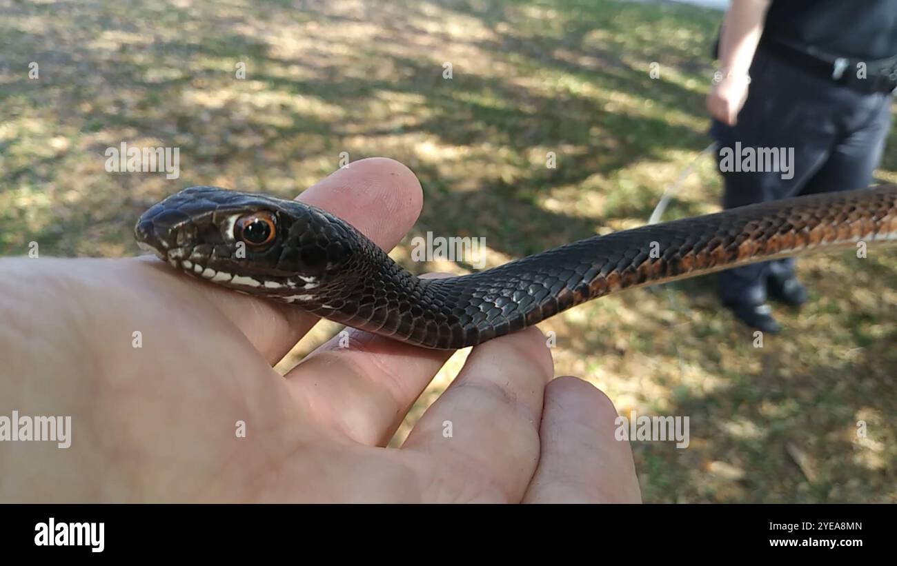 Eastern Coachwhip (Masticophis flagellum flagellum Stock Photo - Alamy