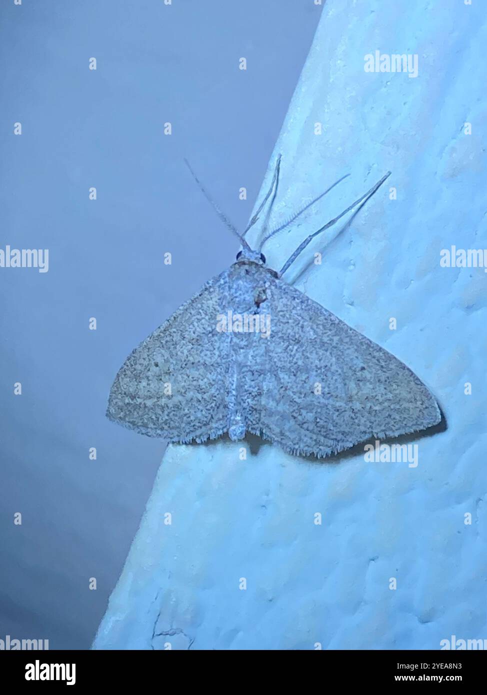 Drab Brown Wave (Lobocleta ossularia Stock Photo - Alamy