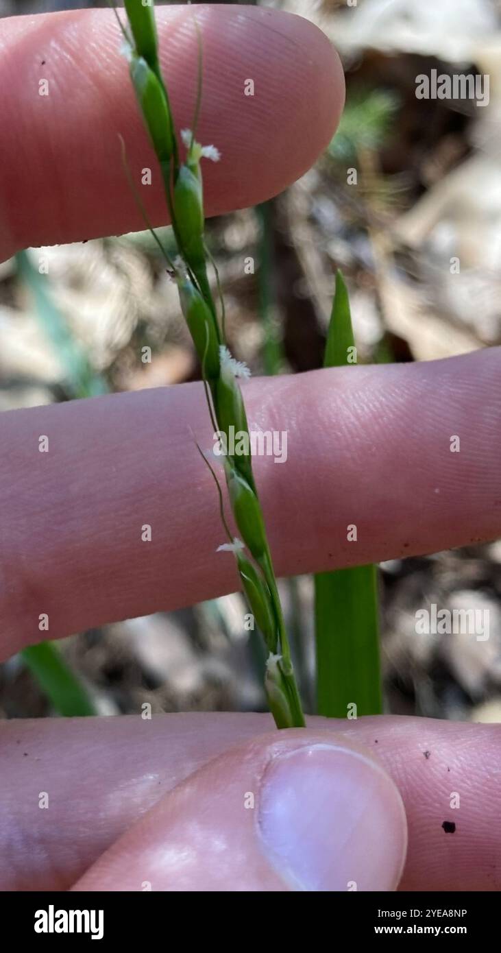 White-grained Mountain-ricegrass (Oryzopsis asperifolia Stock Photo - Alamy