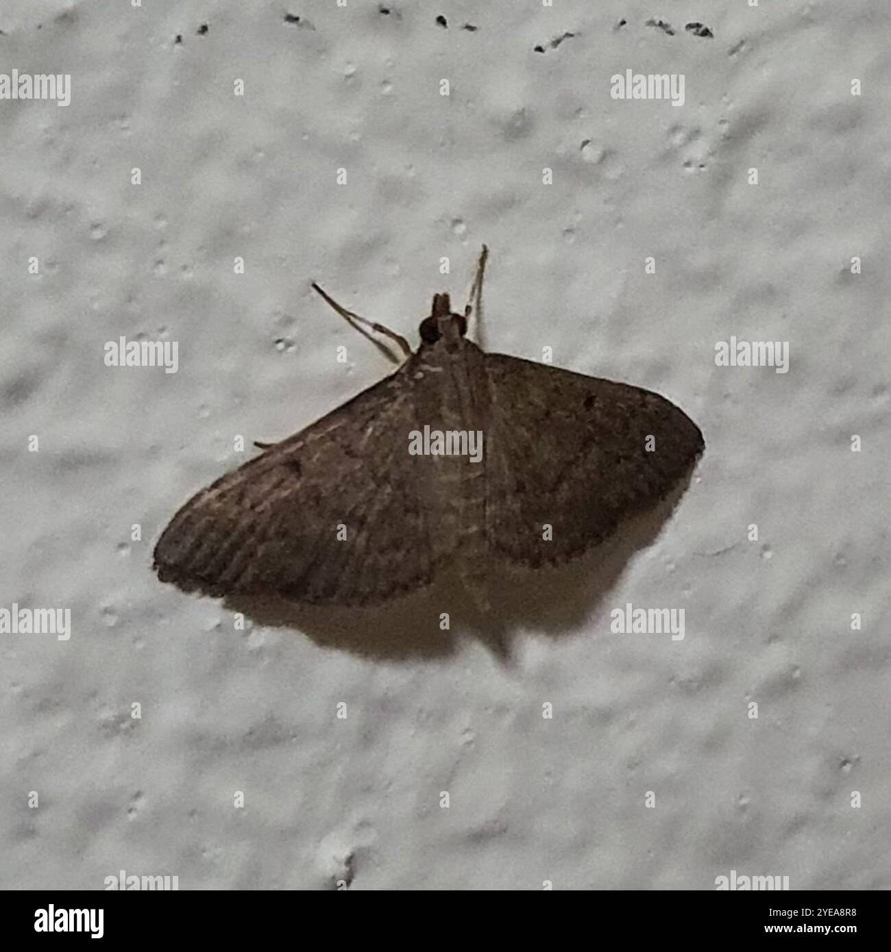 Dusky Herpetogramma Moth (Herpetogramma phaeopteralis Stock Photo - Alamy