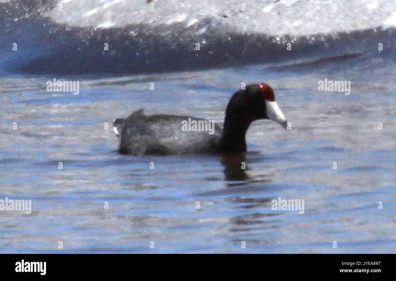 Hawaiian Coot (Fulica alai Stock Photo - Alamy