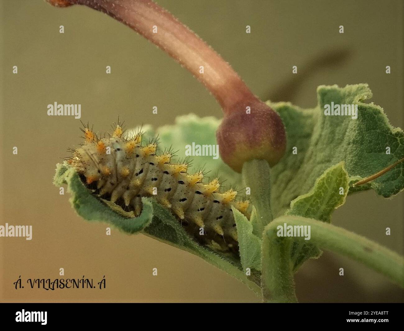 Spanish Festoon (Zerynthia rumina Stock Photo - Alamy