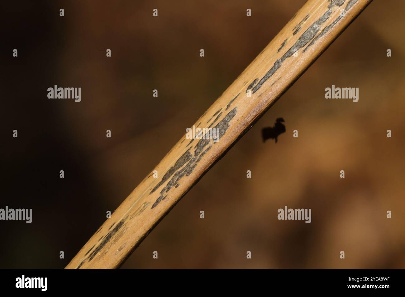 Map of bracken hi-res stock photography and images - Alamy