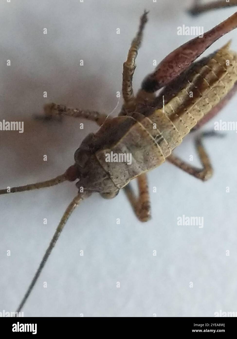 Shieldback Katydids (Tettigoniinae Stock Photo - Alamy