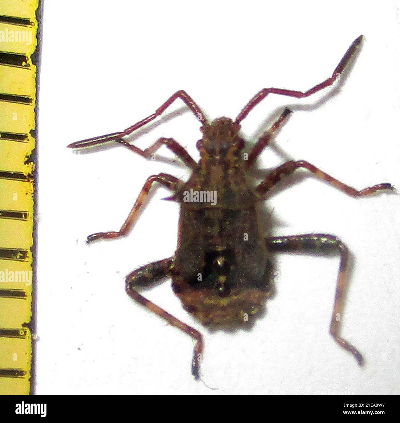 True Bugs (Heteroptera Stock Photo - Alamy