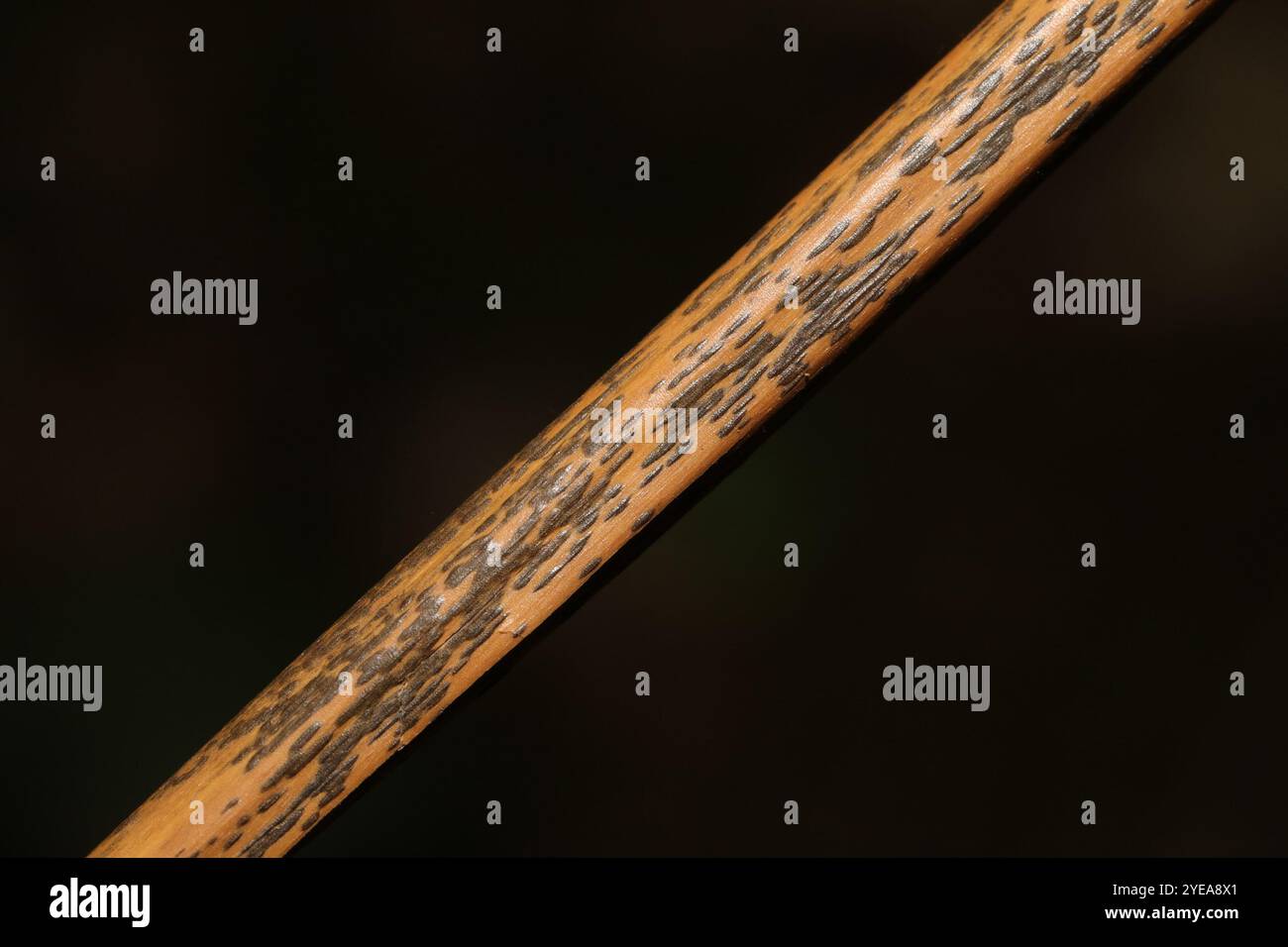 Bracken Map (Rhopographus filicinus Stock Photo - Alamy