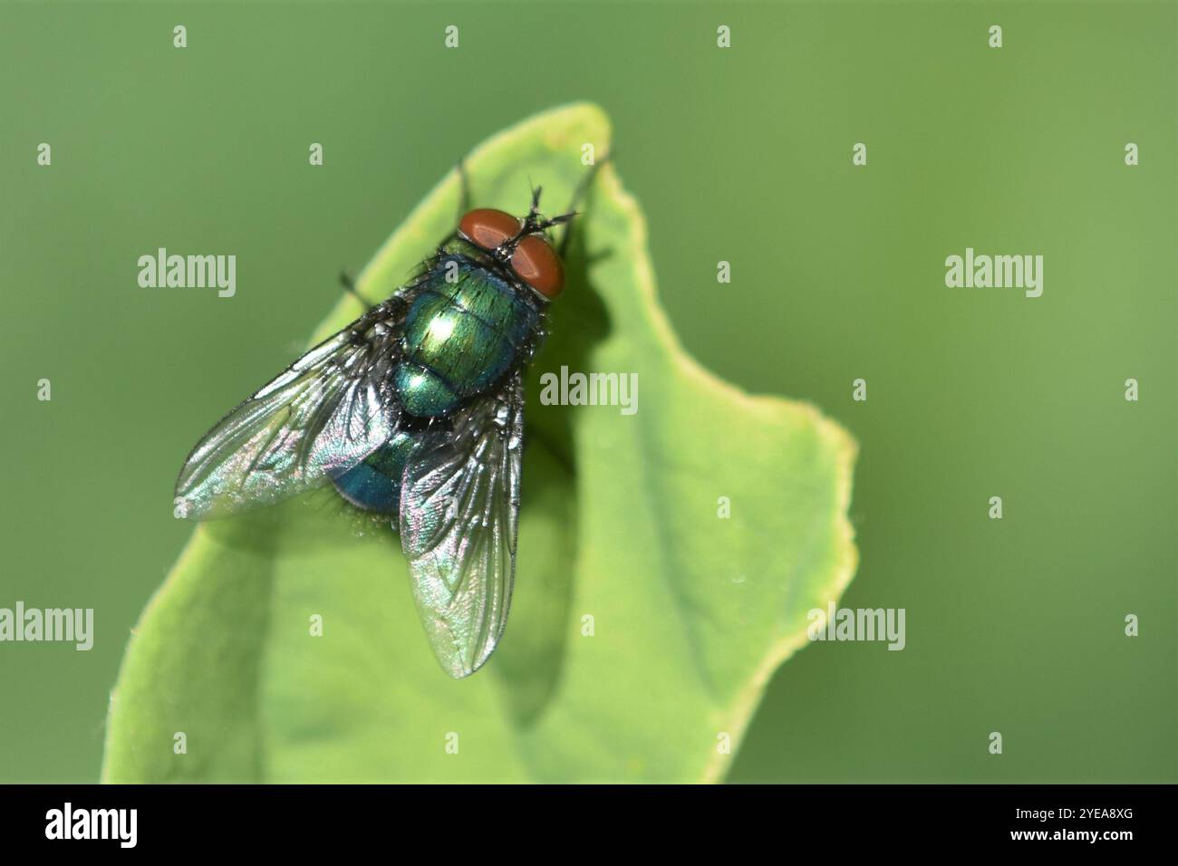 Greenbottle Flies (Lucilia Stock Photo - Alamy