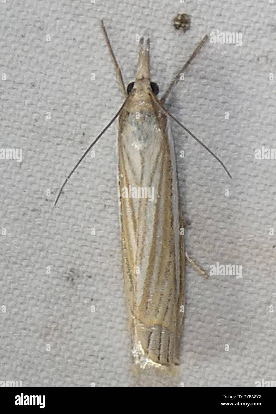 Eastern Grass-veneer (Crambus laqueatellus Stock Photo - Alamy
